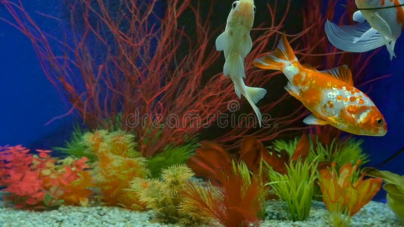 Slow Motion of Fish Swimming in Freshwater Aquarium Stock Video - Video ...