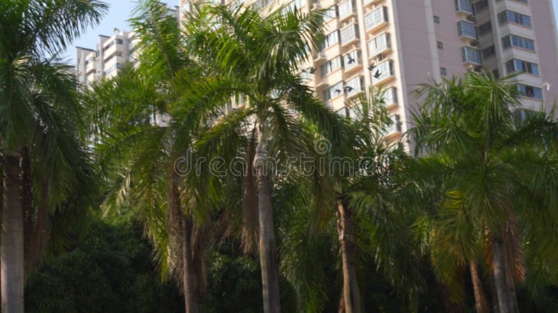 Slow Motion of a Group of Pigeons Taking Off in the City Square Stock ...