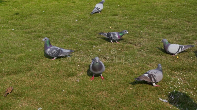 Slow Motion of a Group of Pigeons Taking Off in the City Square Stock ...