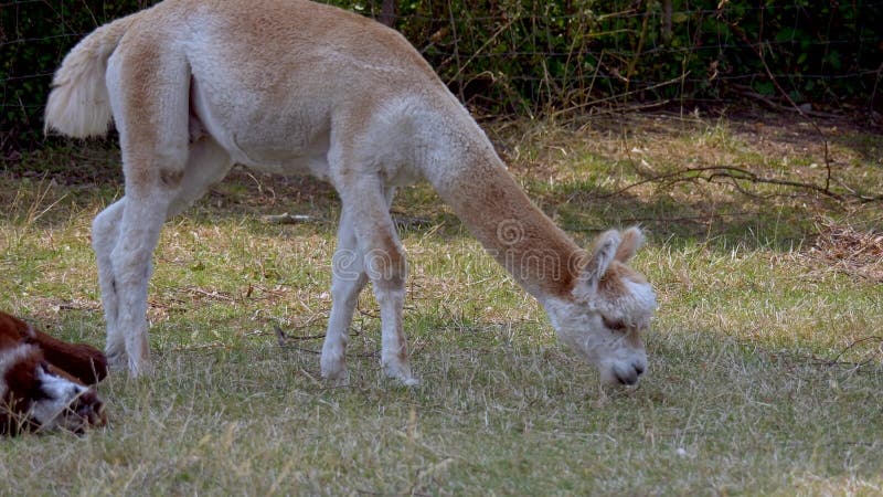 Slow-motion of Guanaco Eating Grass in the Field Stock Video - Video of ...