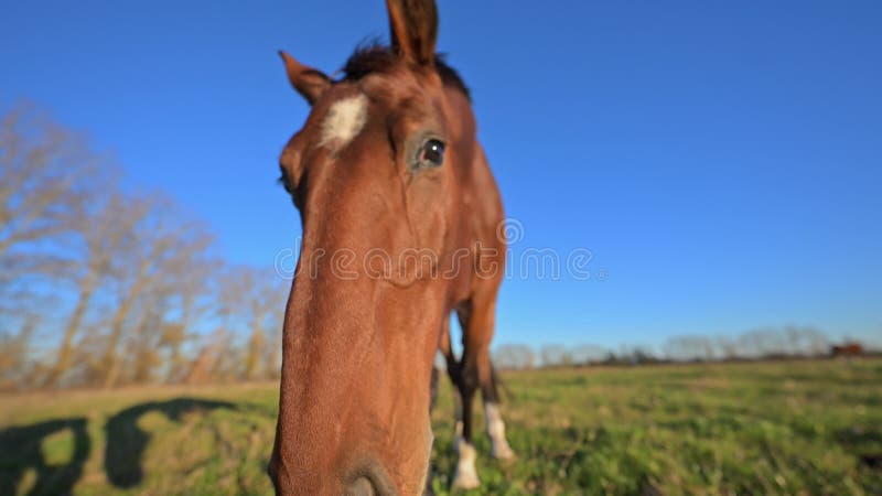 Slow-motion 4K Capture of a Horse on Green Grass with a Wide Blue Sky ...