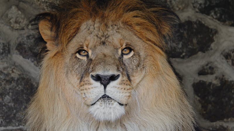 Slow-motion 4K Lion Portrait, Capturing a Regal Predator in a Moment of ...