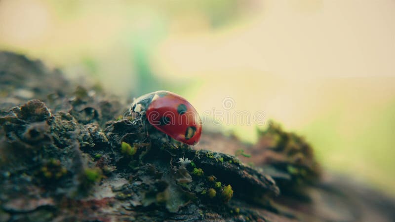 Insect Ladybug on the Bark of a Tree Stock Video - Video of animal ...