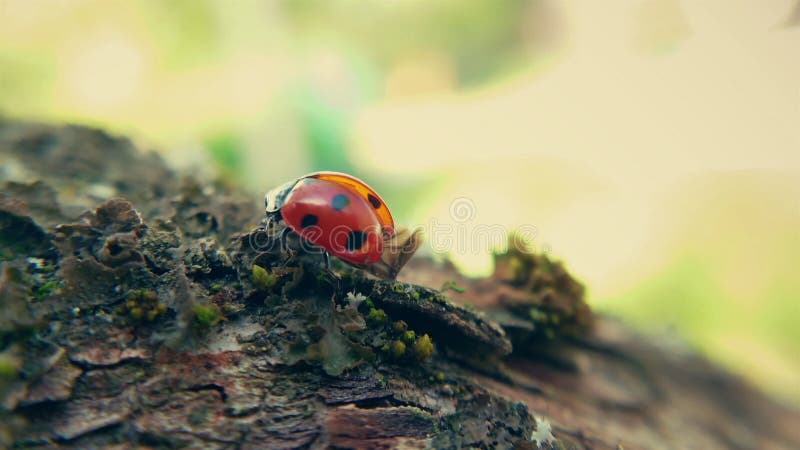 Red Ladybug on the Bark of a Tree Stock Footage - Video of animal ...
