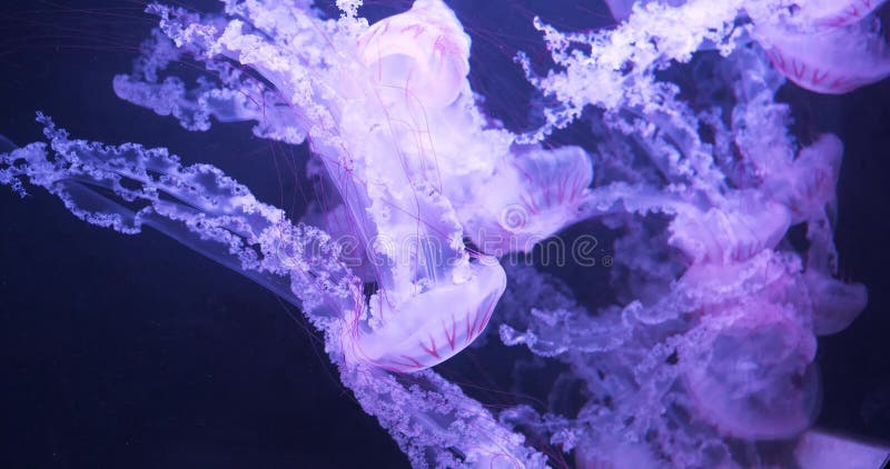 Slow Motion Medusas Swims Underwater Stock Video - Video of nature ...
