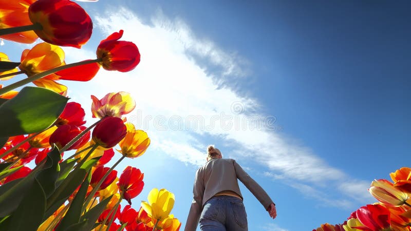 Slow Motion Movie. Spring Bloom of the Famous Tulip Fields in the ...