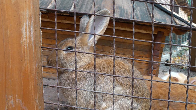 Slow Motion Nice Rabbit in the Cage Stock Footage - Video of nursery ...