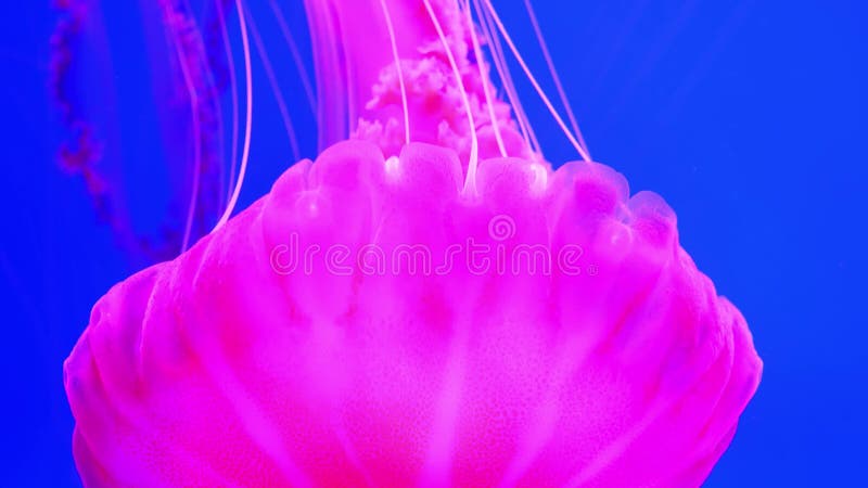 Slow Motion, Pink Medusa Swims Underwater Stock Video - Video of beast ...
