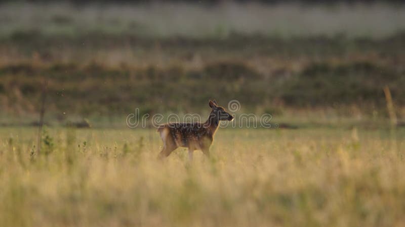 Slow-motion of a Red Deer Walking Around Dried Grass Field on a Sunny ...