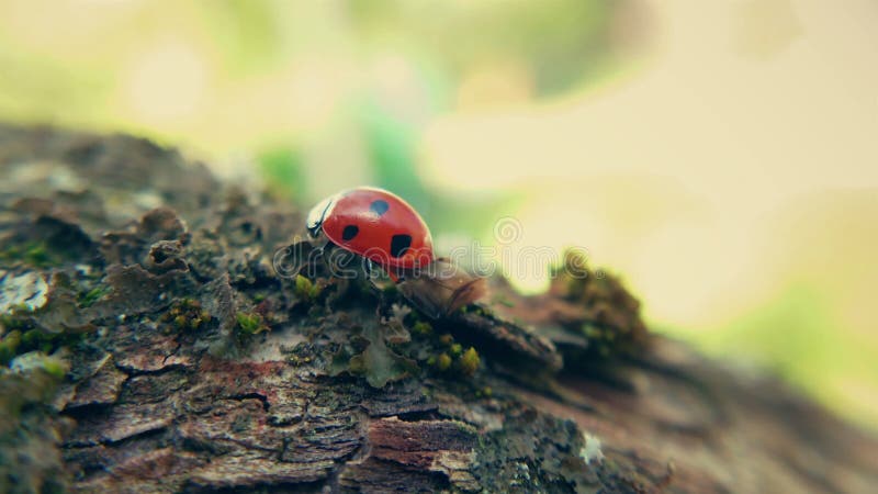 A Red Ladybug Crawls on the Bark of a Tree Stock Video - Video of ...