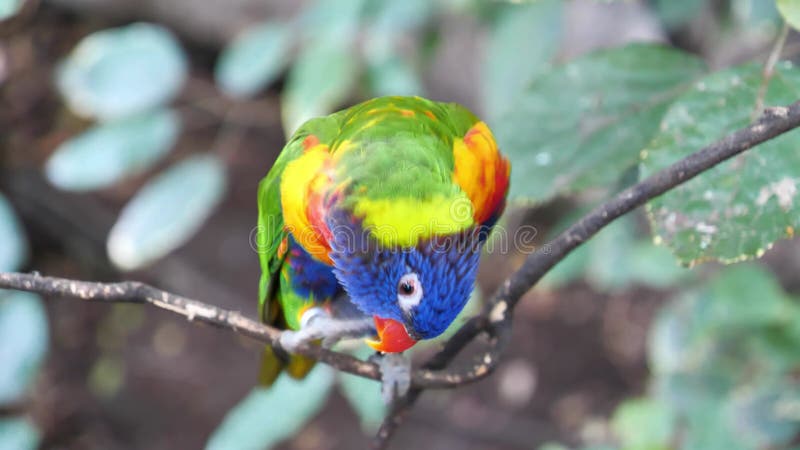 Slow Motion, Ringed Parrot Sits on Tree Branch and Scratch Itself Stock ...