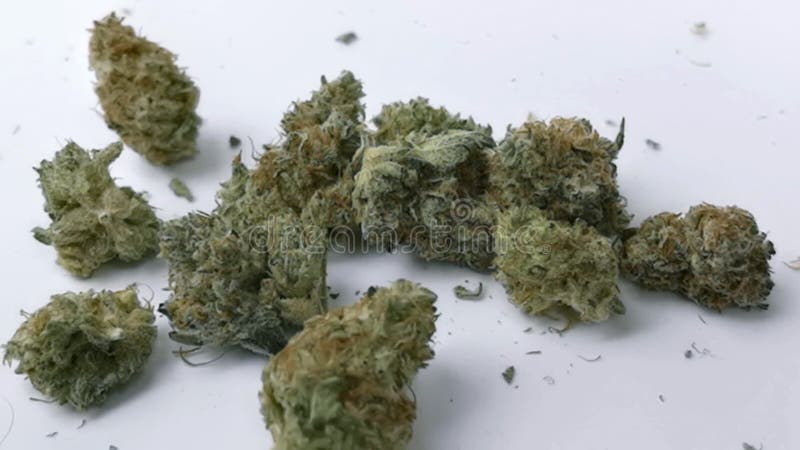 Marijuana Buds Falling in Slow Motion Stock Video - Video of plant ...