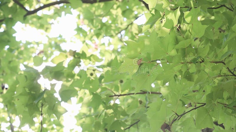 Slow Motion Shot of Leaves Moving in the Wind Stock Video - Video of ...