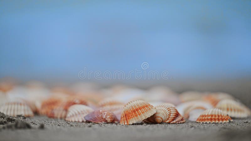 Slow-motion Shot of Seashells on the Beach with the Waves Moving ...