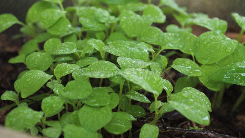 Small Plant Growing from Soil with Water Droplets Stock Footage - Video ...