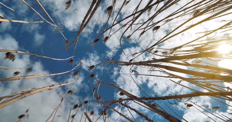 Slow Motion Sky, Clouds and Dry Cane on Wind Stock Footage - Video of ...