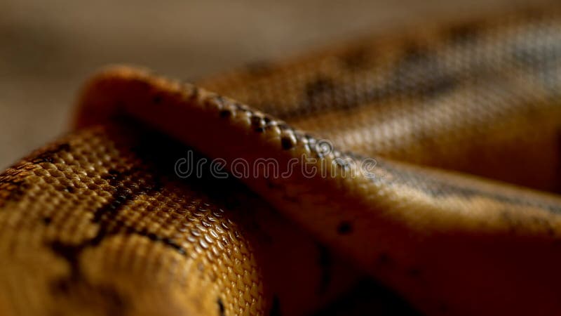 Slow Motion of a Snake Moving on Blurred Background Stock Footage ...