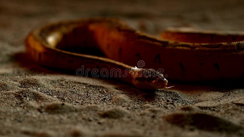Slow Motion of a Snake Moving on Sands Stock Video - Video of wildlife ...