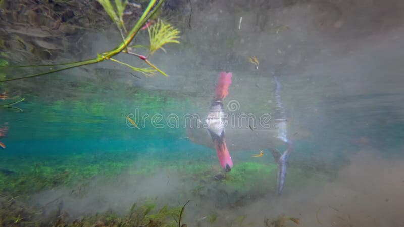 Slow Motion of a Swan in a Lake with Reflections of Trees and Sky on ...
