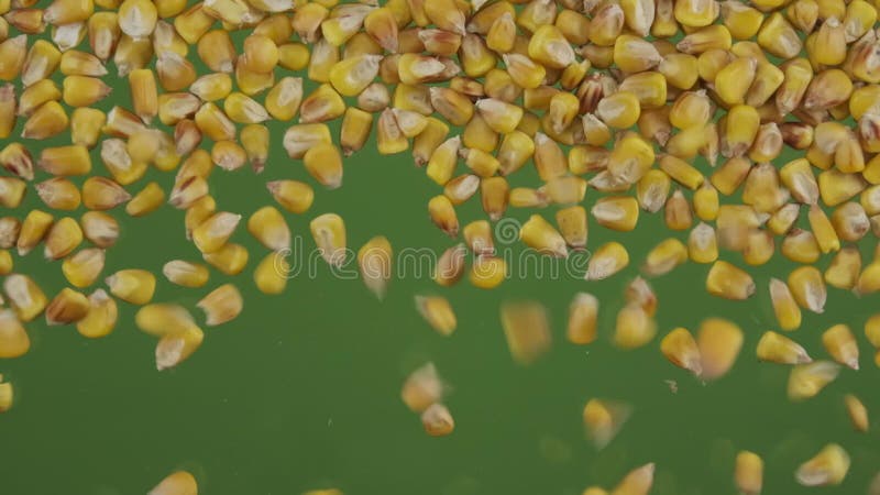 Slow Motion. Top View on Flying and Falling Corn Grains. the Seeds Fall ...
