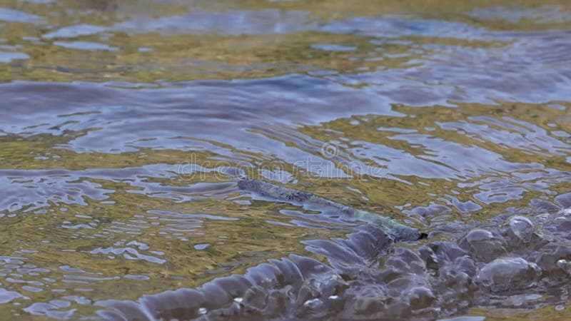 Slow Motion Twig Floating stock video. Video of movement - 287150187