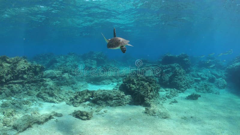 Slow Motion Underwater Video of Turtle with Fish Stock Footage - Video ...