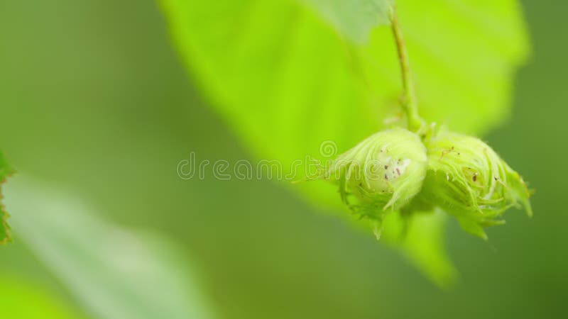 Unripe Hazelnut Fruit on Tree Branch with Green Leaves. Hazelnuts on a ...