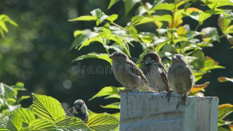 Four Sparrows on Cement Block, Close-Up, Slow Motion Nature Video Stock ...