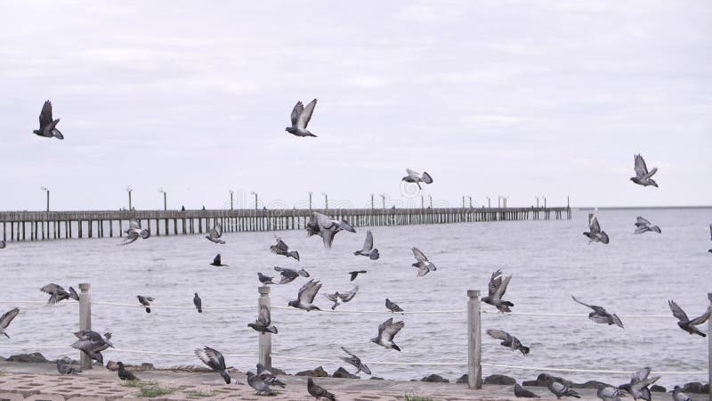 Slow-motion View of Birds Flying Next To a Sea Stock Footage - Video of ...