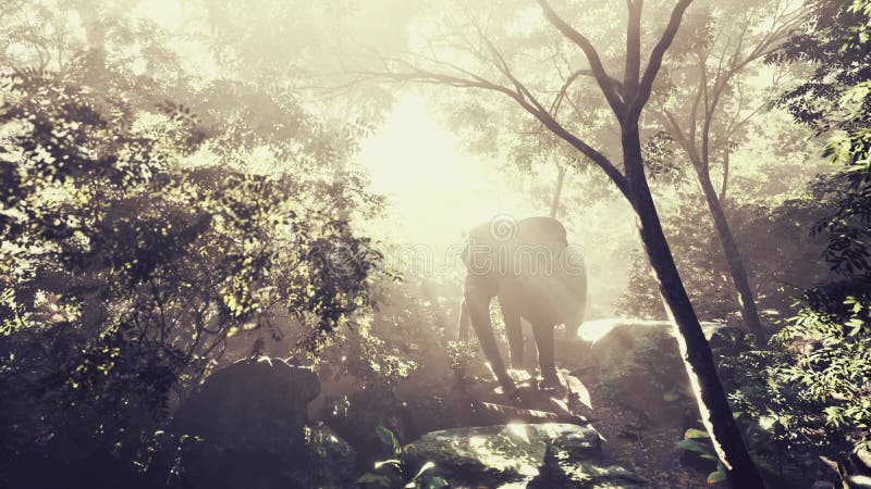 Slow Motion View of Elephant in Sunlight 2 Stock Video - Video of close ...