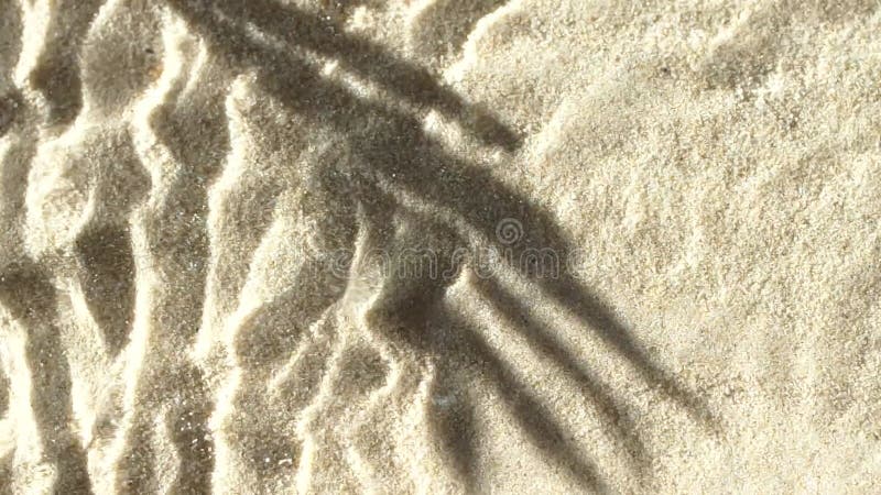 Slow Motion Water Surface Ripples and Splash with Palm Tree Leaf Shadow ...