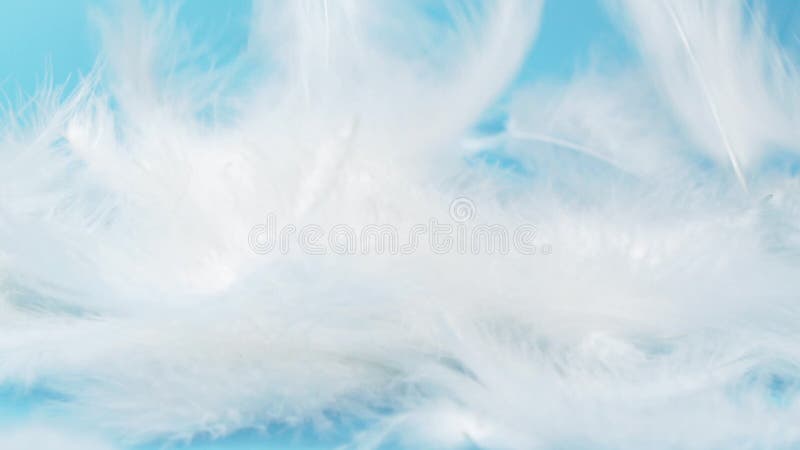 Slow Motion White Fluffy Feathers Falling and Flying on Chroma Key ...