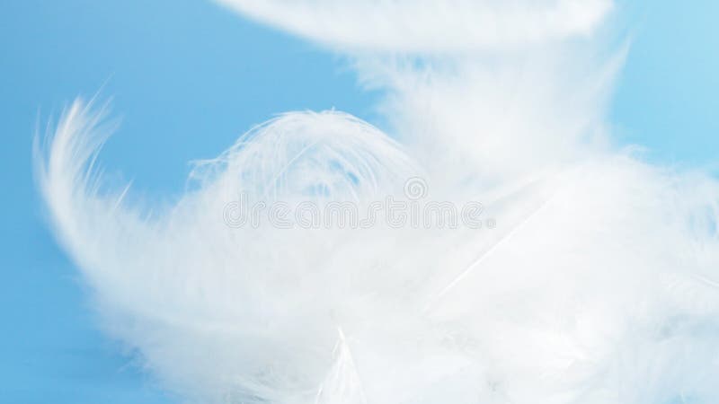 Slow Motion White Fluffy Feathers Falling and Flying on Chroma Key ...