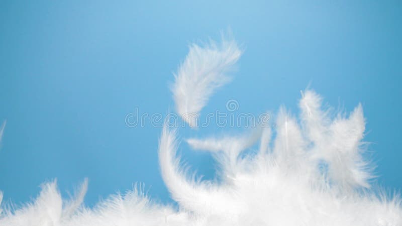 Slow Motion White Fluffy Feathers Falling and Flying on Chroma Key ...