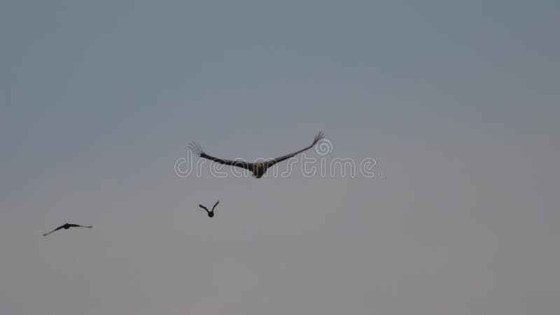 Slow Motion of White Tailed Eagle Haliaeetus Albicilla Followed by Two ...