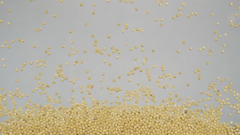 Slow Motion. a Whole Grain of Millet Flying and Falling Down. Texture ...