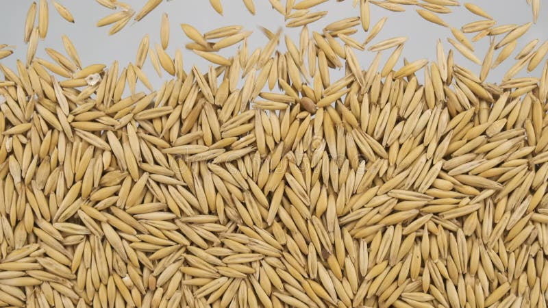 Slow Motion. a Whole Grain of Oat Flying and Falling Down. Texture and ...