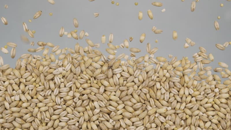 Slow Motion. a Whole Grain of Pearl Barley Flying and Falling Down ...