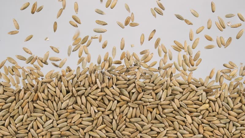 Slow Motion. a Whole Grain of Rye Flying and Falling Down. Texture and ...