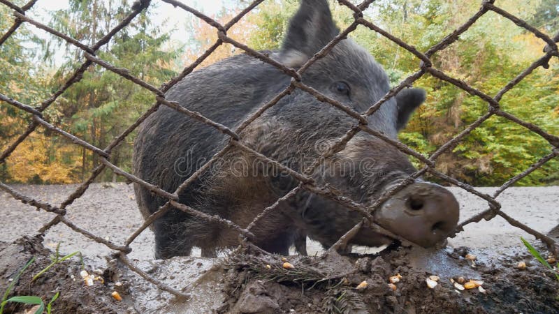Slow Motion Wild Boar in an Enclosure Eats Corn Along with Dirt Stock ...
