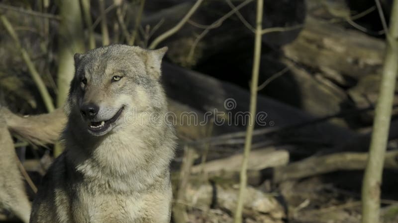 Slow-motion of a Wolf Sitting and Observing in the Jungle Under the ...