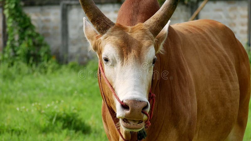 Slow Motion Young Fighting Bull Relax and Ruminant. Stock Footage ...