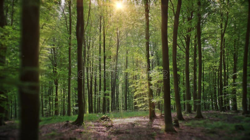 A Slow Motion Zoom in a Forest with Tall Trees. Stock Footage - Video ...