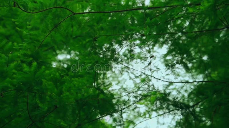 Slow Movement Around Lush Tree Branches Stock Footage - Video of view ...