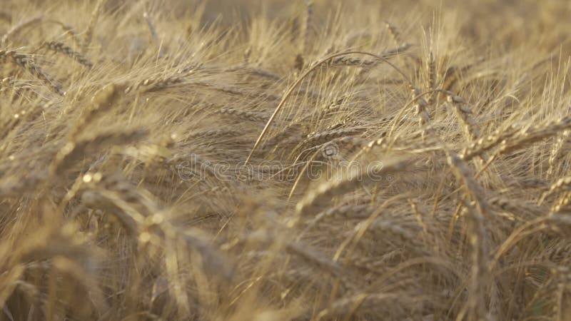 Slow Movement of the Camera on the Yellow Spikelets of Wheat in a Wheat ...