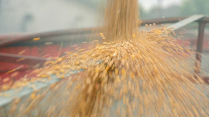 Slow Movement of Falling Grain when Loading a Grain Crop. Stock Video ...