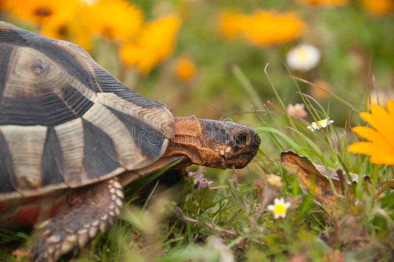 Slow moving stock photo. Image of bright, south, flowers - 21633656