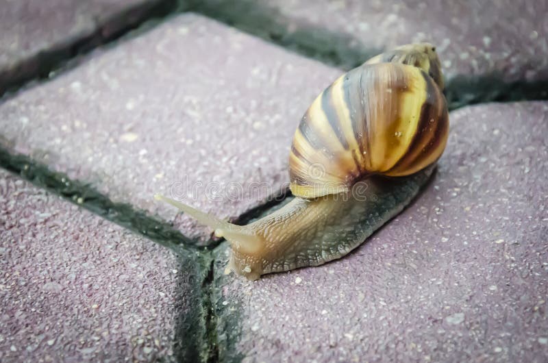 Slow Moving stock photo. Image of moving, crawling, shiny - 41916032