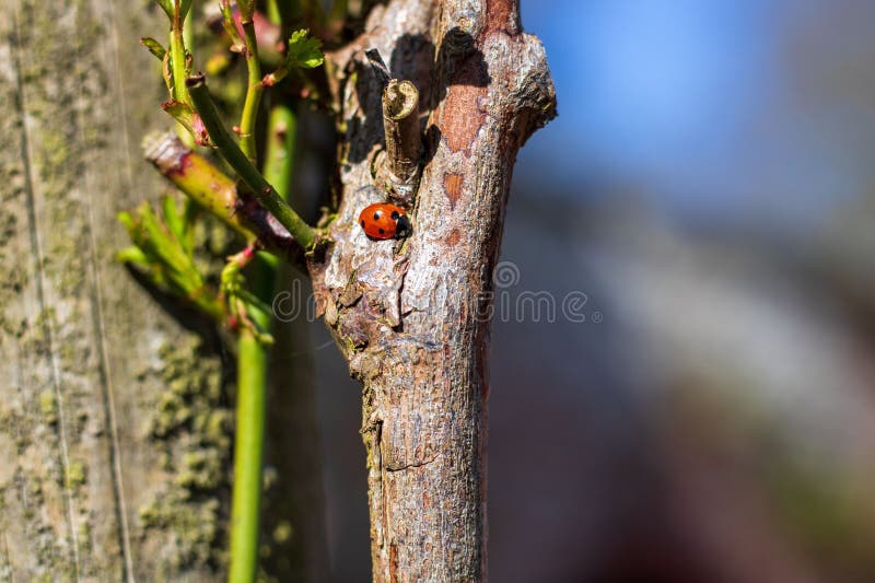 Slow-moving Ladybug Perched Atop a Cluster of Twigs on the Side of a ...