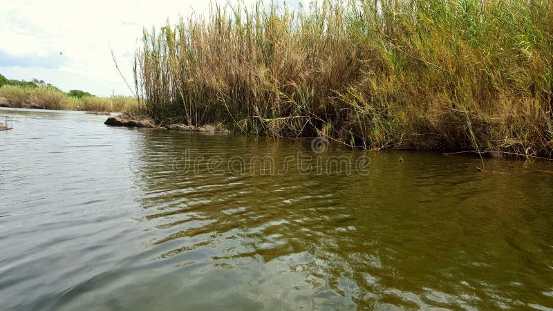 Slow moving river stock image. Image of bush, slow, river - 68665073